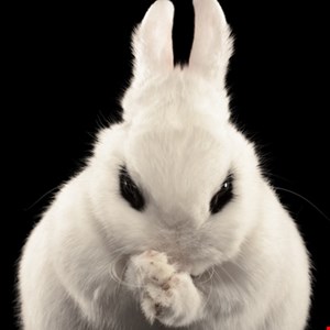 The Rabid Ransomware Bunnies Behind #BadRabbit - Infosecurity Magazine