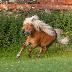 Reveton Ransomware Gets Upgrade with Pony Stealer - Infosecurity Magazine