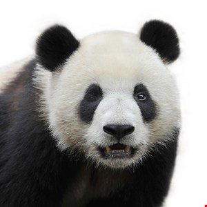 Hurricane Panda Hackers Exploit Zero-Day for 5 Months - Infosecurity ...