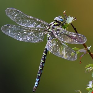 US DHS Warns CNI Firms of Dragonfly Attacks - Infosecurity Magazine