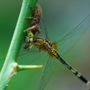 Dragonfly Compromises Core Router to Attack Critical Infrastructure ...