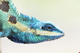 Lizard Squad: Original Pranksters - Infosecurity Magazine