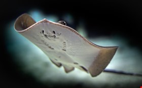 Snoopy: A Non-NSA Flying Stingray - Infosecurity Magazine