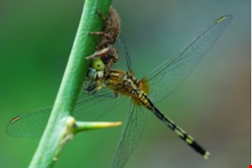 Dragonfly Compromises Core Router to Attack Critical Infrastructure ...
