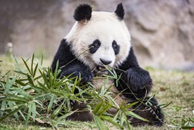 Mustang Panda Compromises Indonesian Intelligence Agency - Infosecurity ...